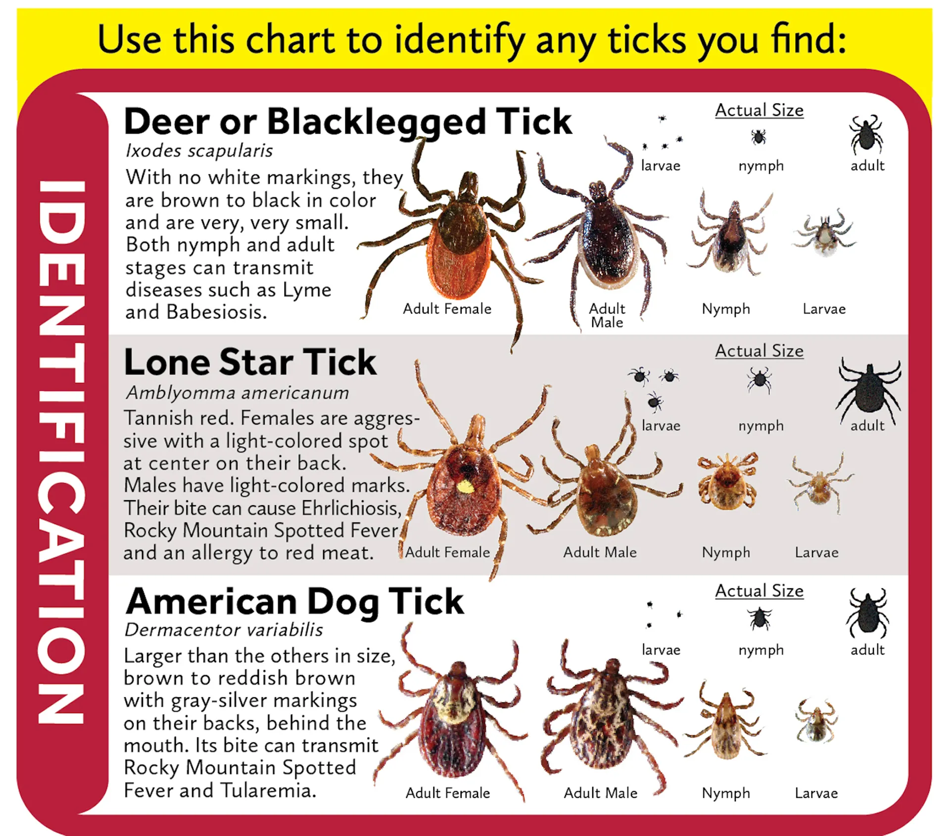 It’s Tick Season! | Beacon Veterinary Hospital